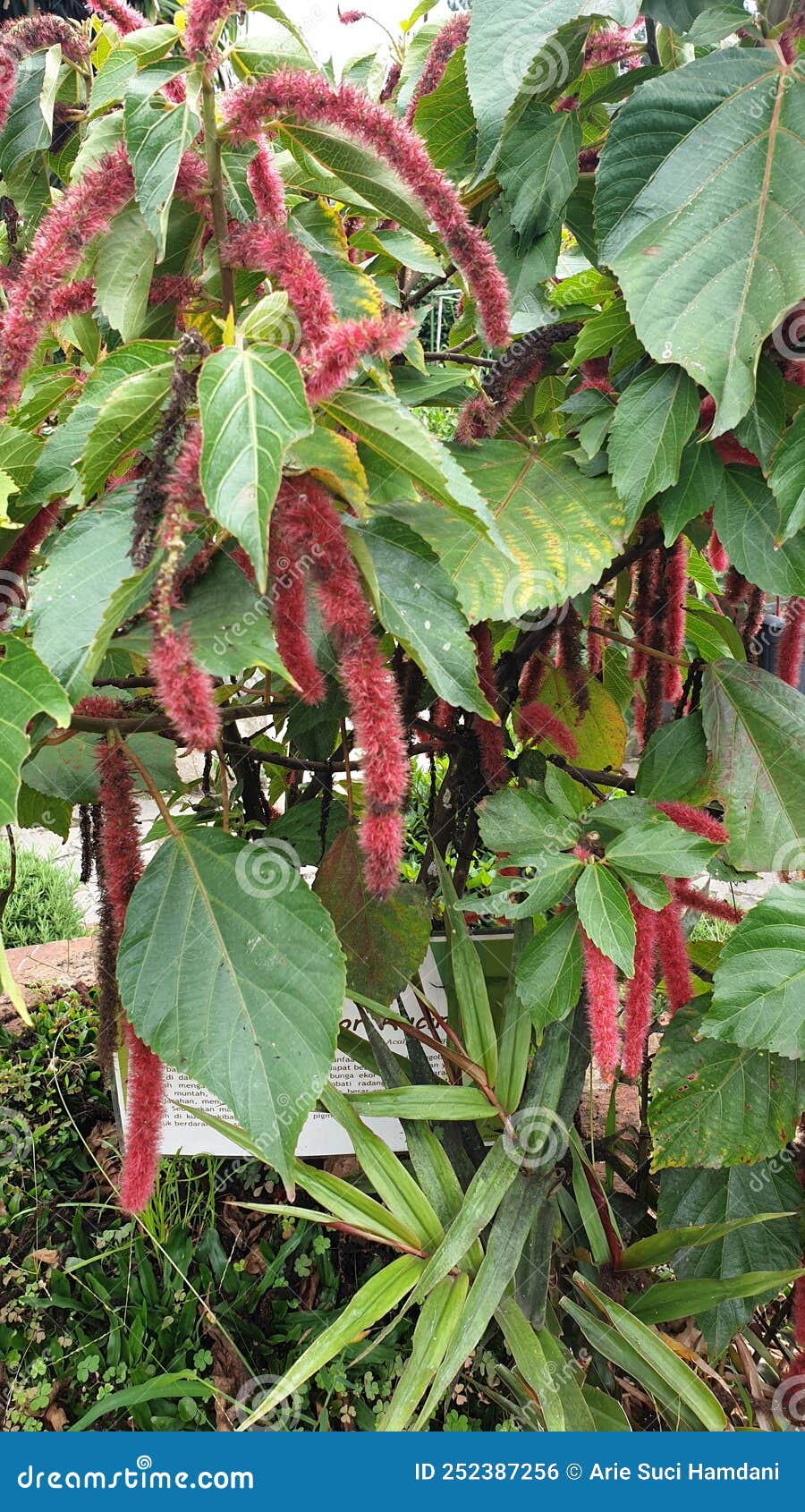 Acalypha Hispida is One of Euphorbiaceae Family Stock Photo - Image of ...