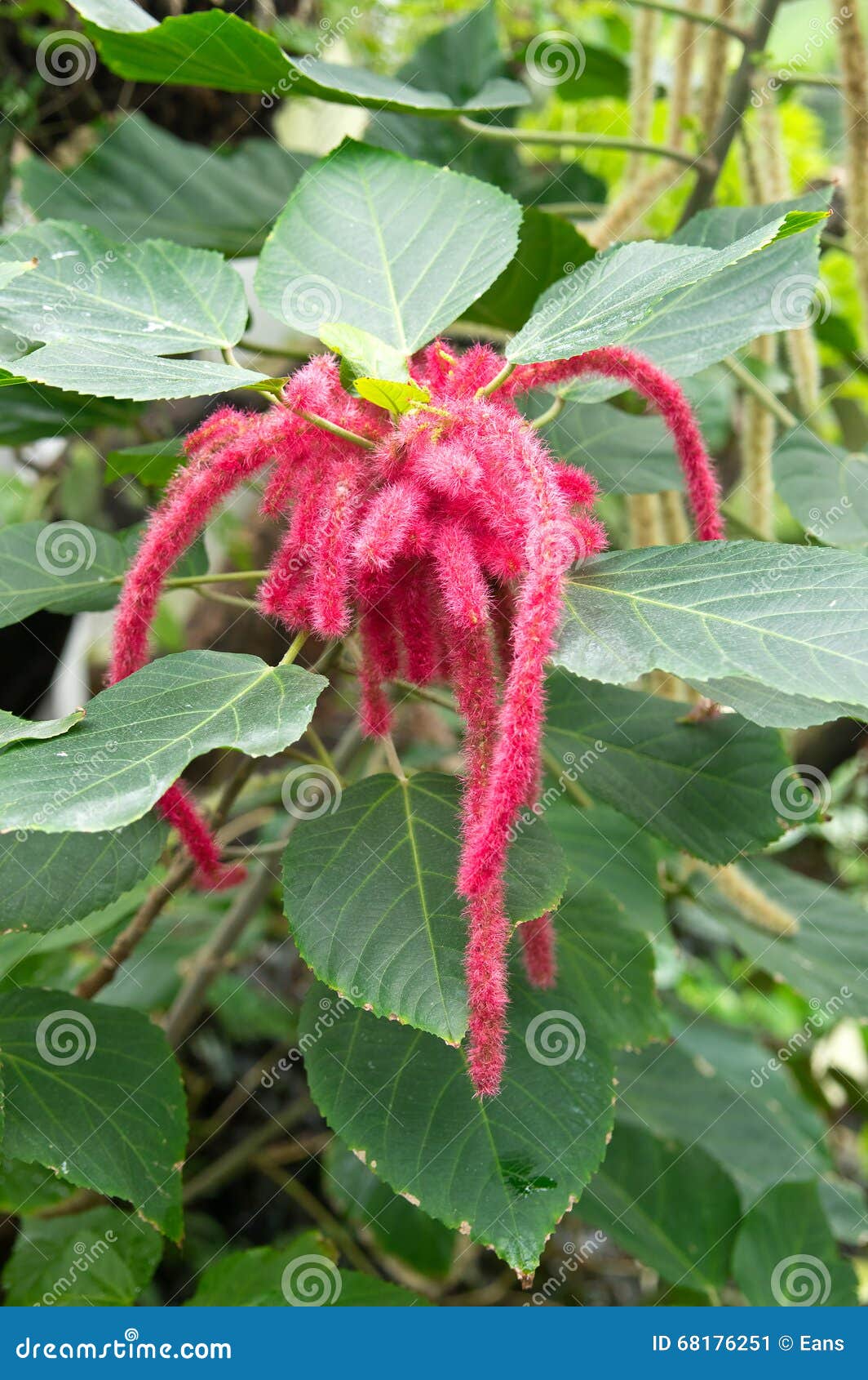 Acalypha hispida stock image. Image of bloom, states - 68176251