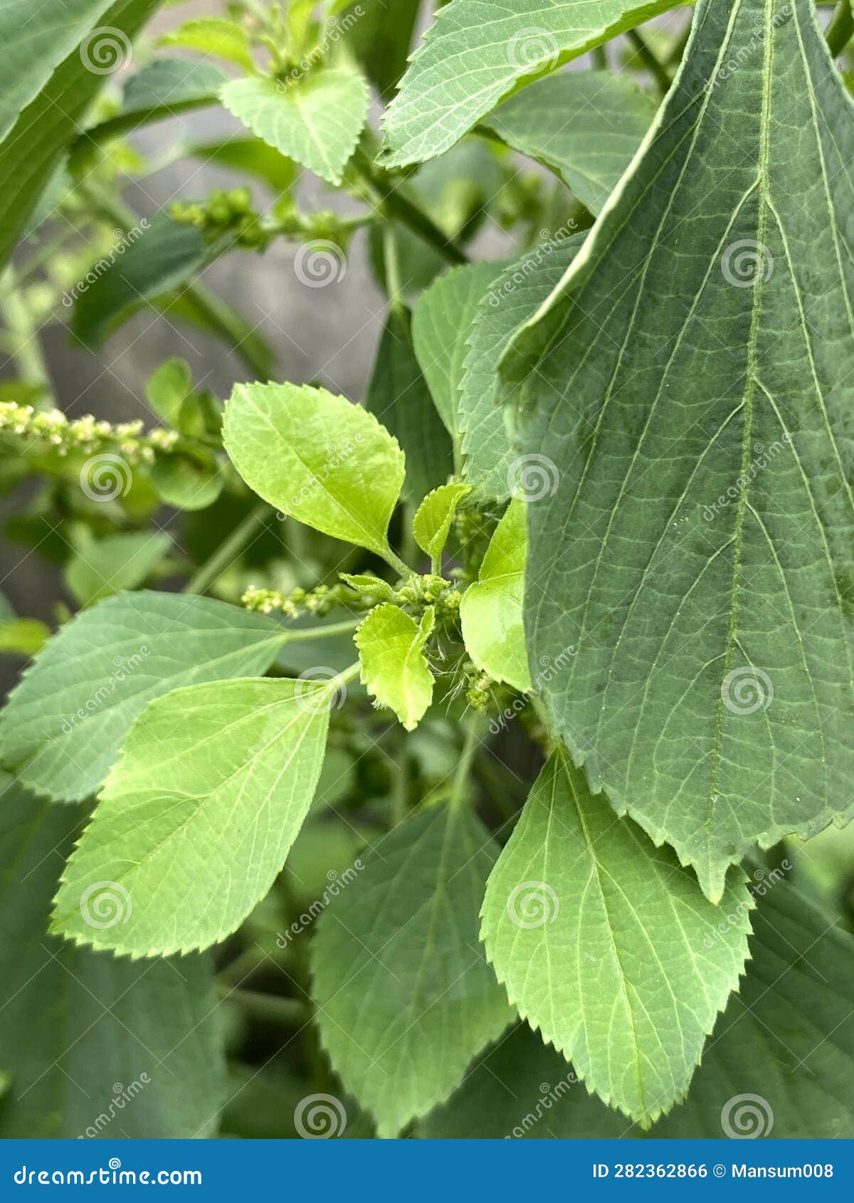 Acalypha Indica Stock Photo | CartoonDealer.com #267476940