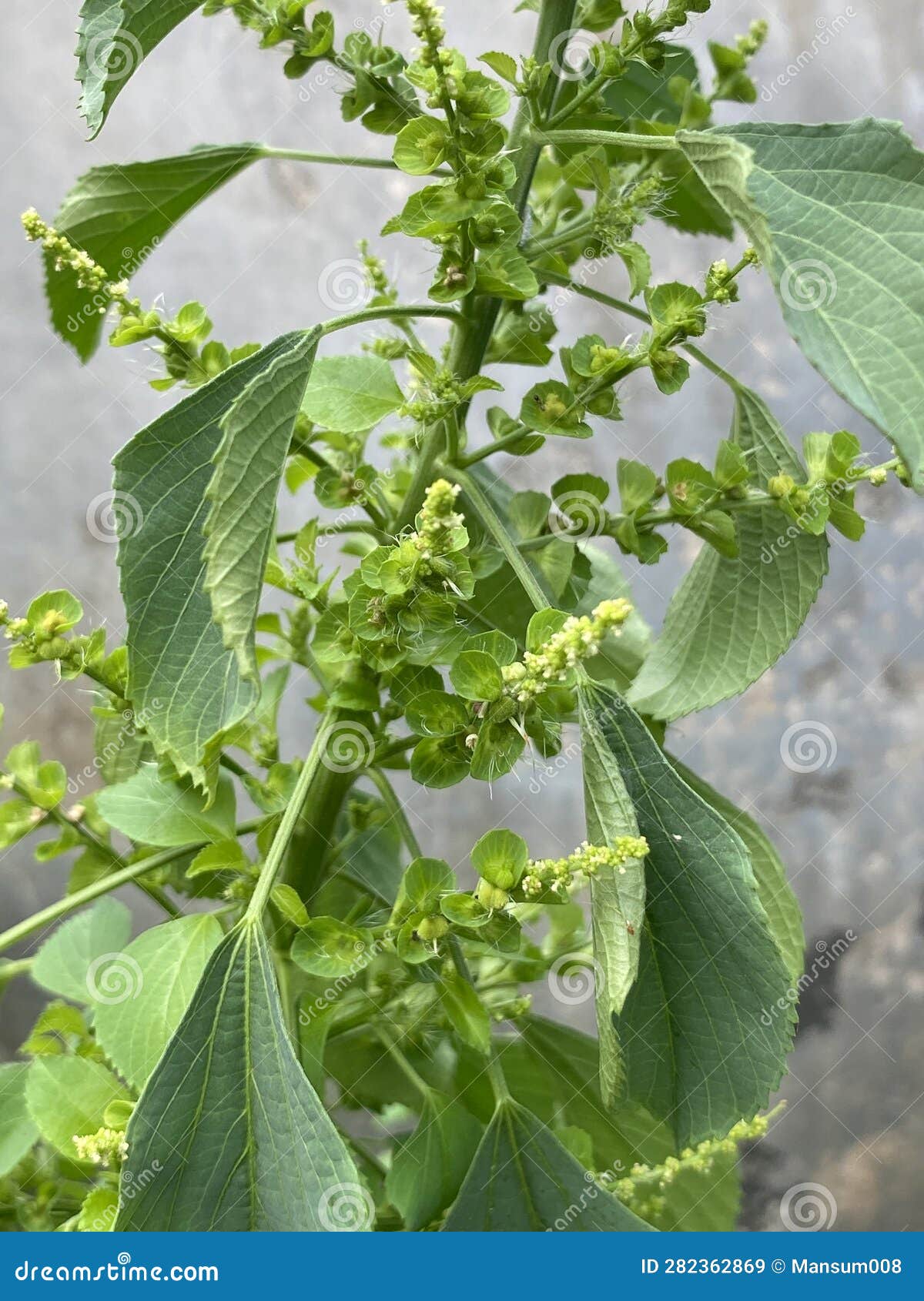 Acalypha Indica Plant in Nature Garden Stock Image - Image of ...