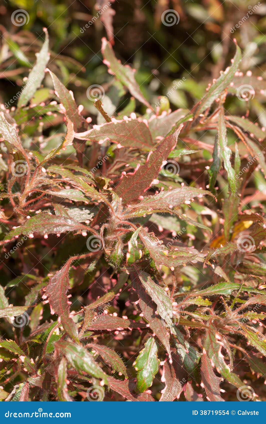 Acalypha leaves close up stock photo. Image of leafs - 38719554