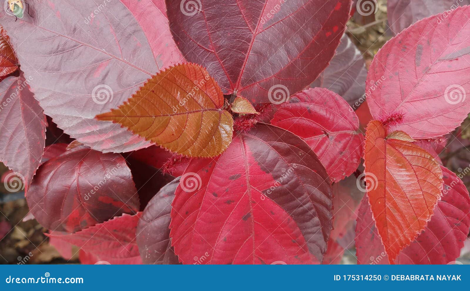 Acalypha plant red leaf stock photo. Image of ecology - 175314250