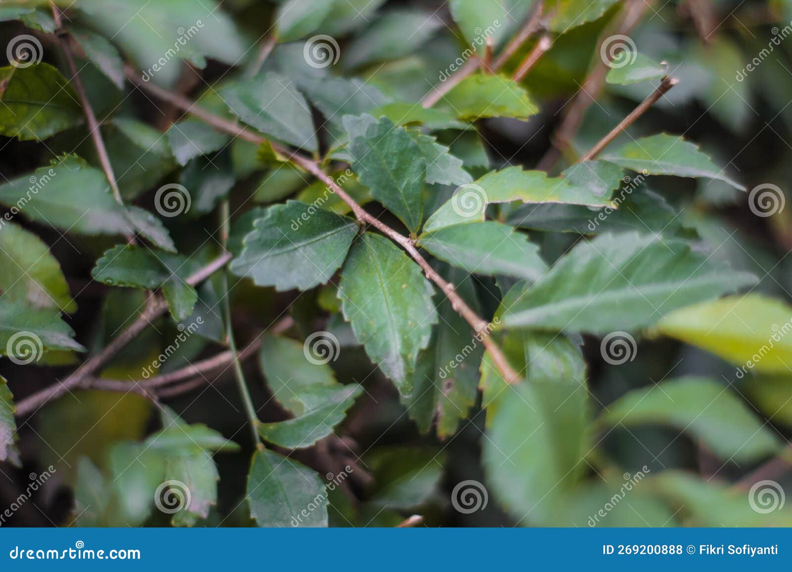 Acalypha Siamensis, Called Teh-tehan or Tetesan in Indonesia. Stock ...