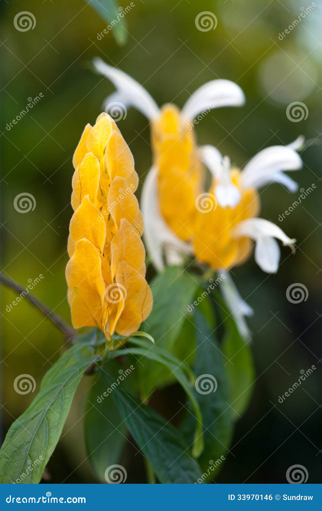 Acanthaceae Pachystachys Lutea Stock Photo - Image of floral, lollipop ...