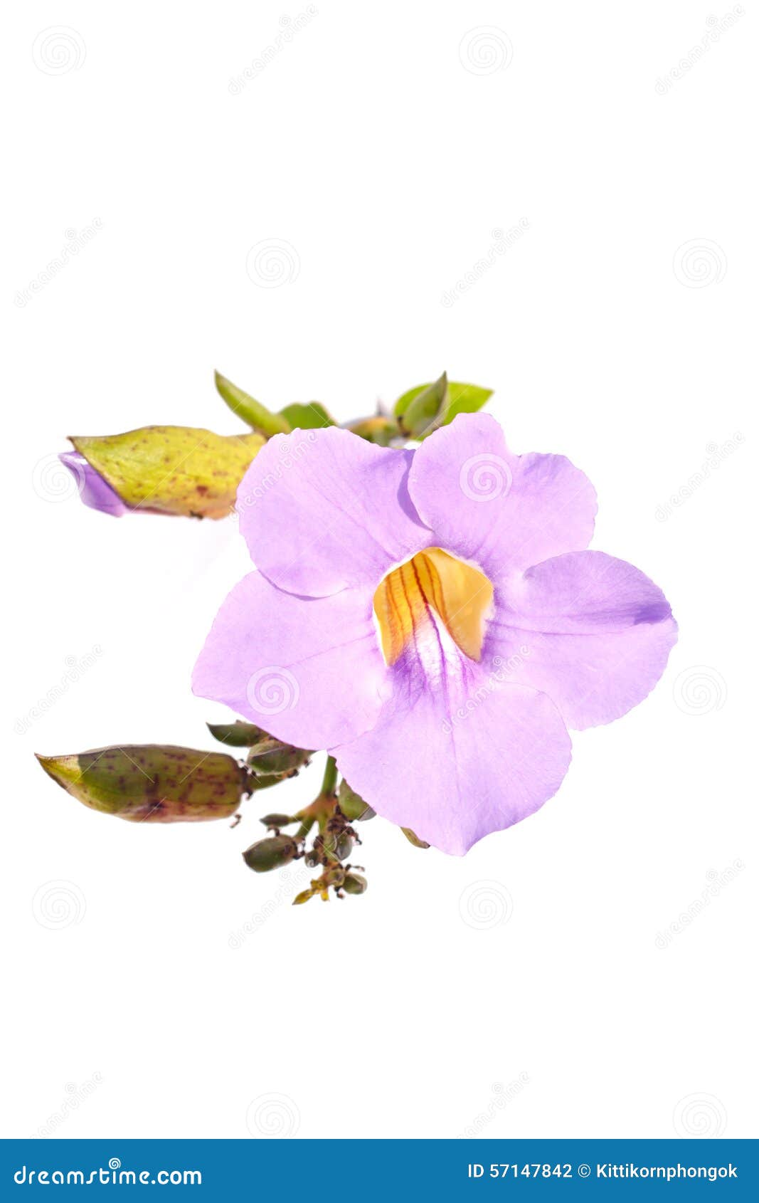 Acanthaceae s flower. stock photo. Image of blue, bengal - 57147842