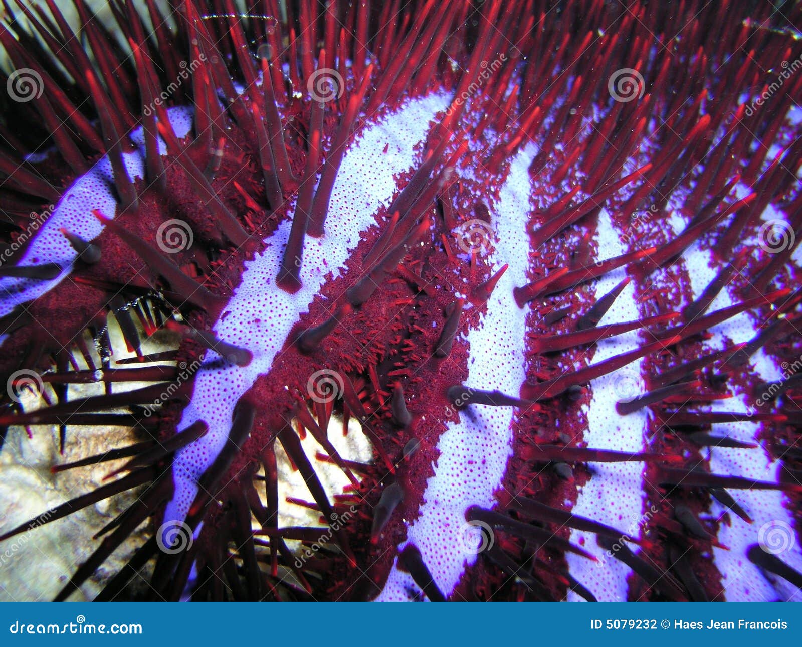 Acanthaster stock photo. Image of star, predator, bordeaux - 5079232