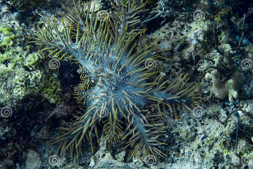 Crown of Thorns Starfish Acanthaster Planci Stock Photo - Image of ...