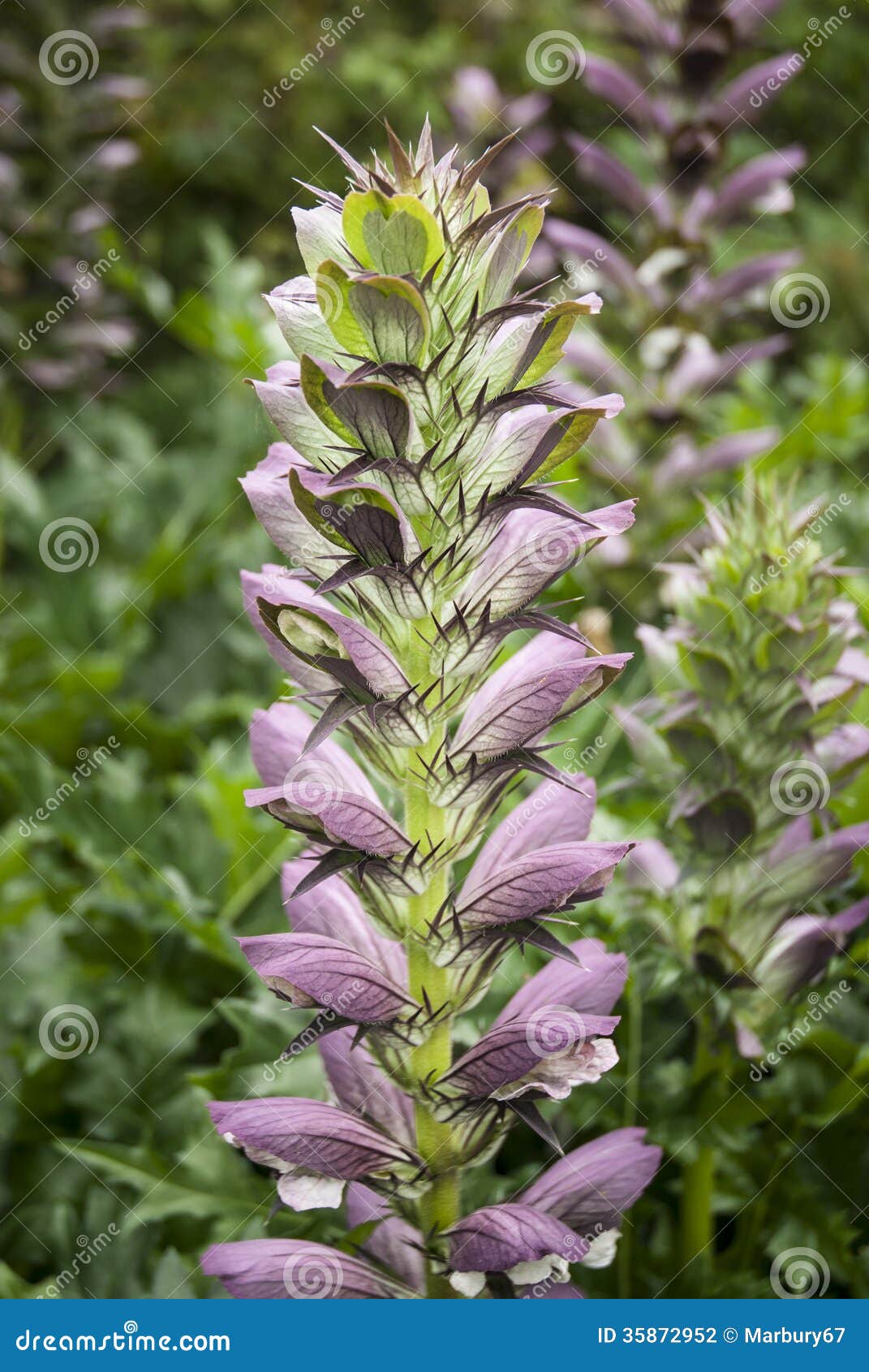Acanthe photo stock. Image du vert, été, beauté, centrale - 35872952