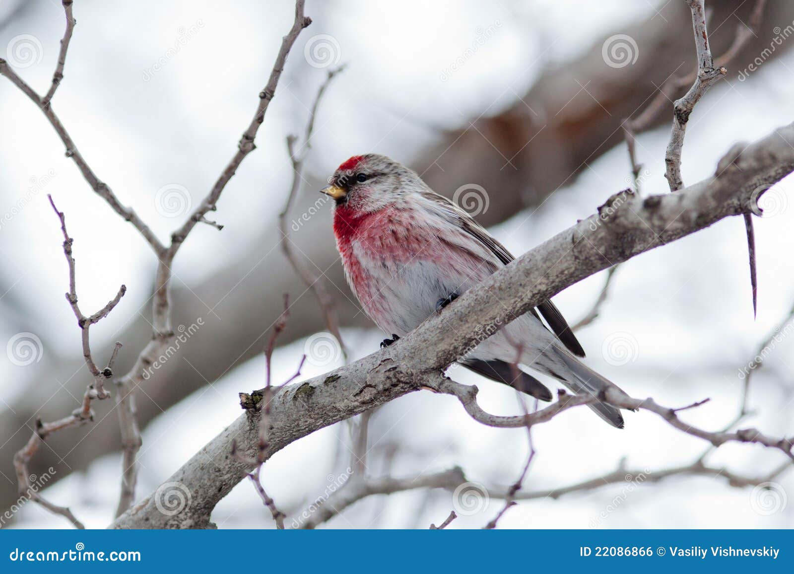 Acanthis flammea, Redpoll. stock photo. Image of acanthis - 22086866