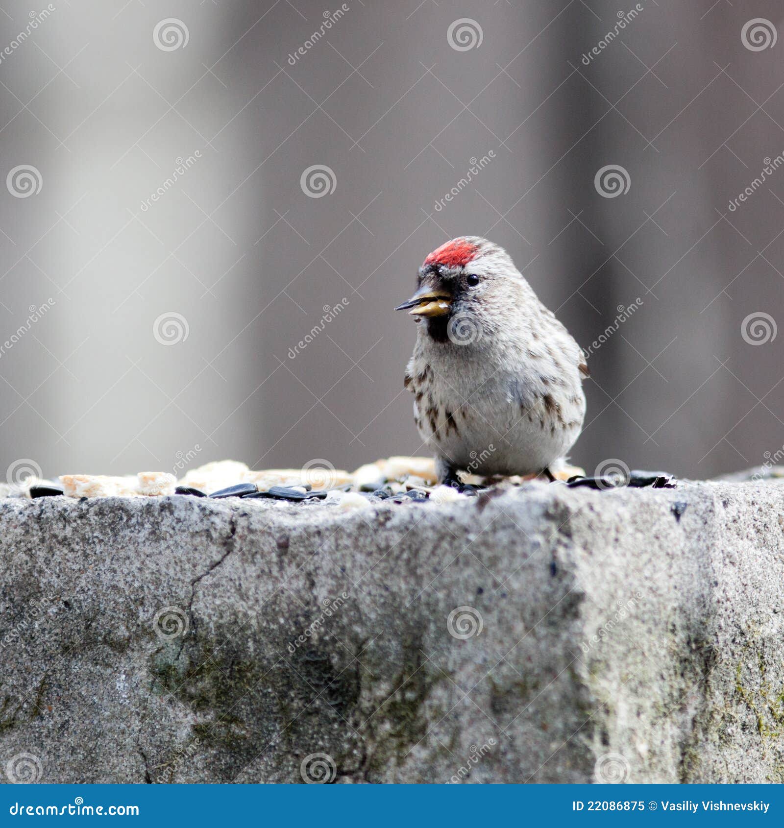 Acanthis flammea, Redpoll. stock image. Image of acanthis - 22086875