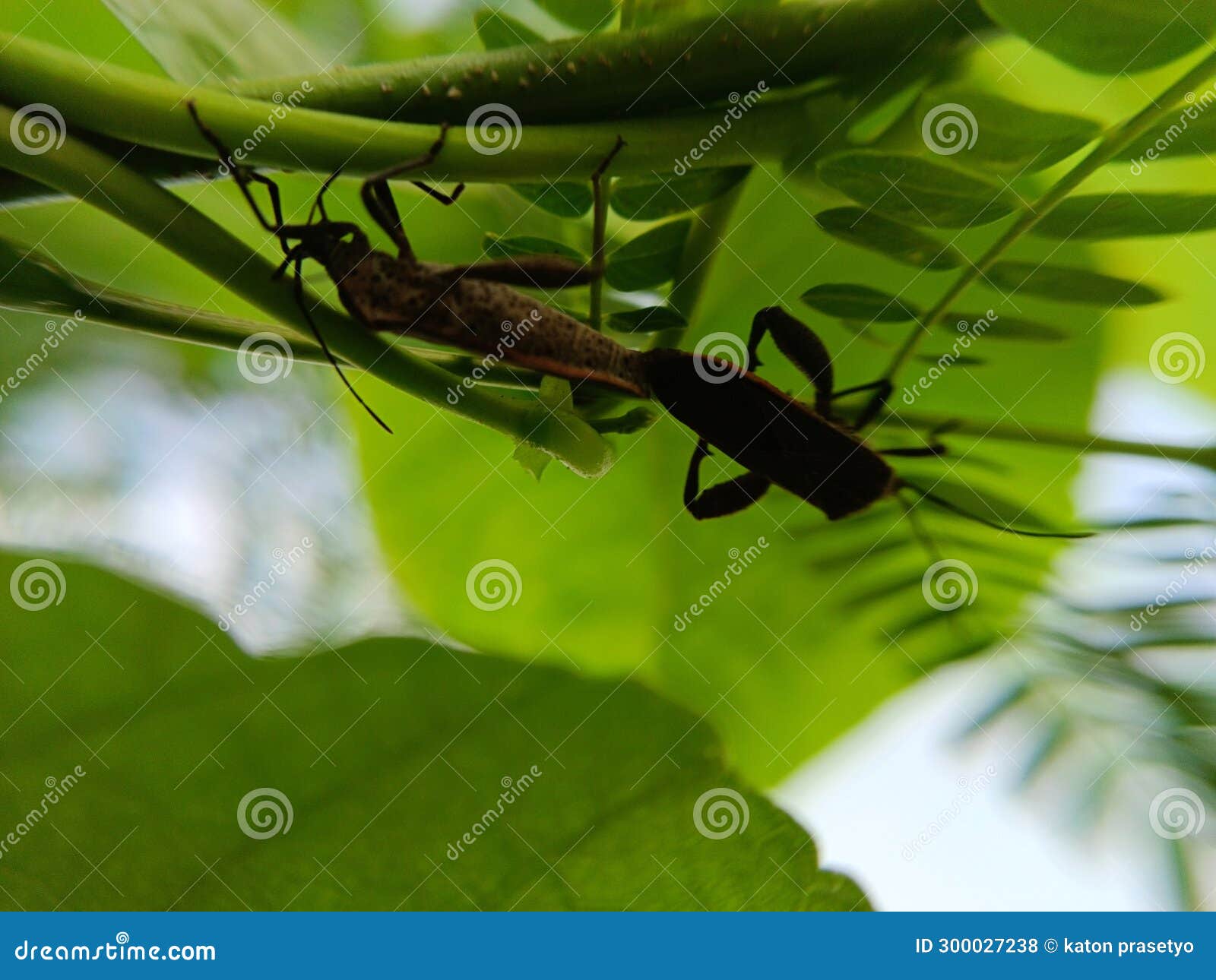 Acanthocephala Terminalis Insects are Mating Under a Green Leaf Stock ...
