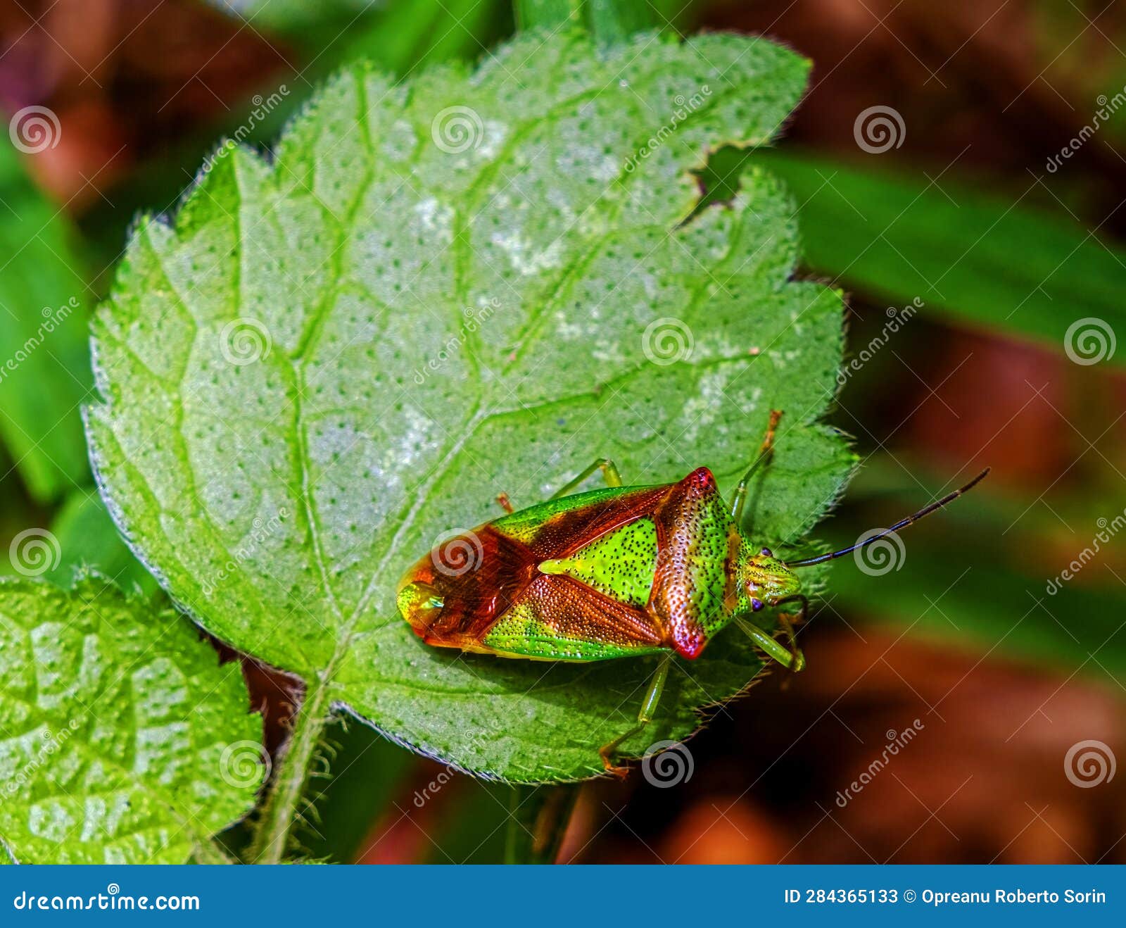 Acanthosoma Haemorrhoidale Aka Hawthorn Shieldbug on a Green Leaf Stock ...