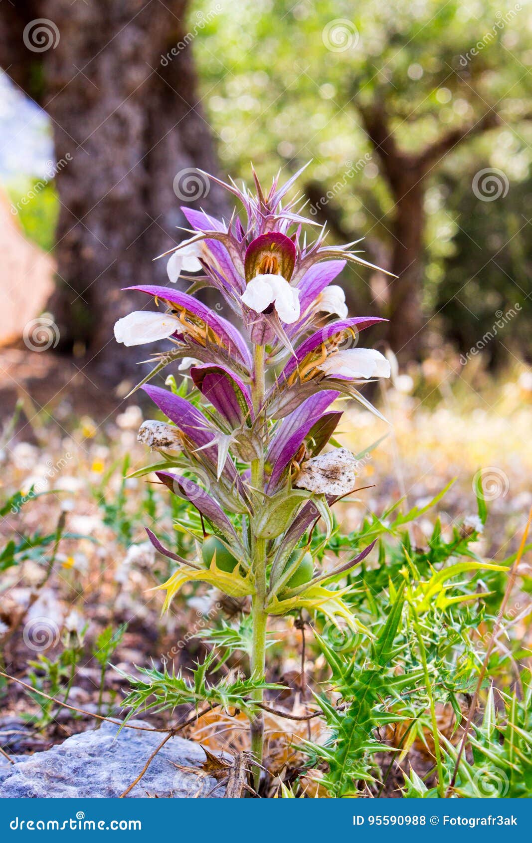 Acanthus flower stock photo. Image of violett, floristic - 95590988
