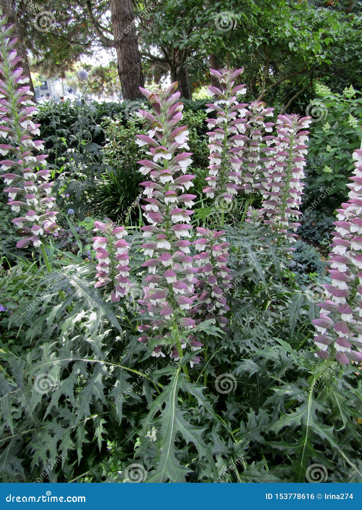 Acanthus Spinosus Flower in Garden Stock Photo - Image of flora ...