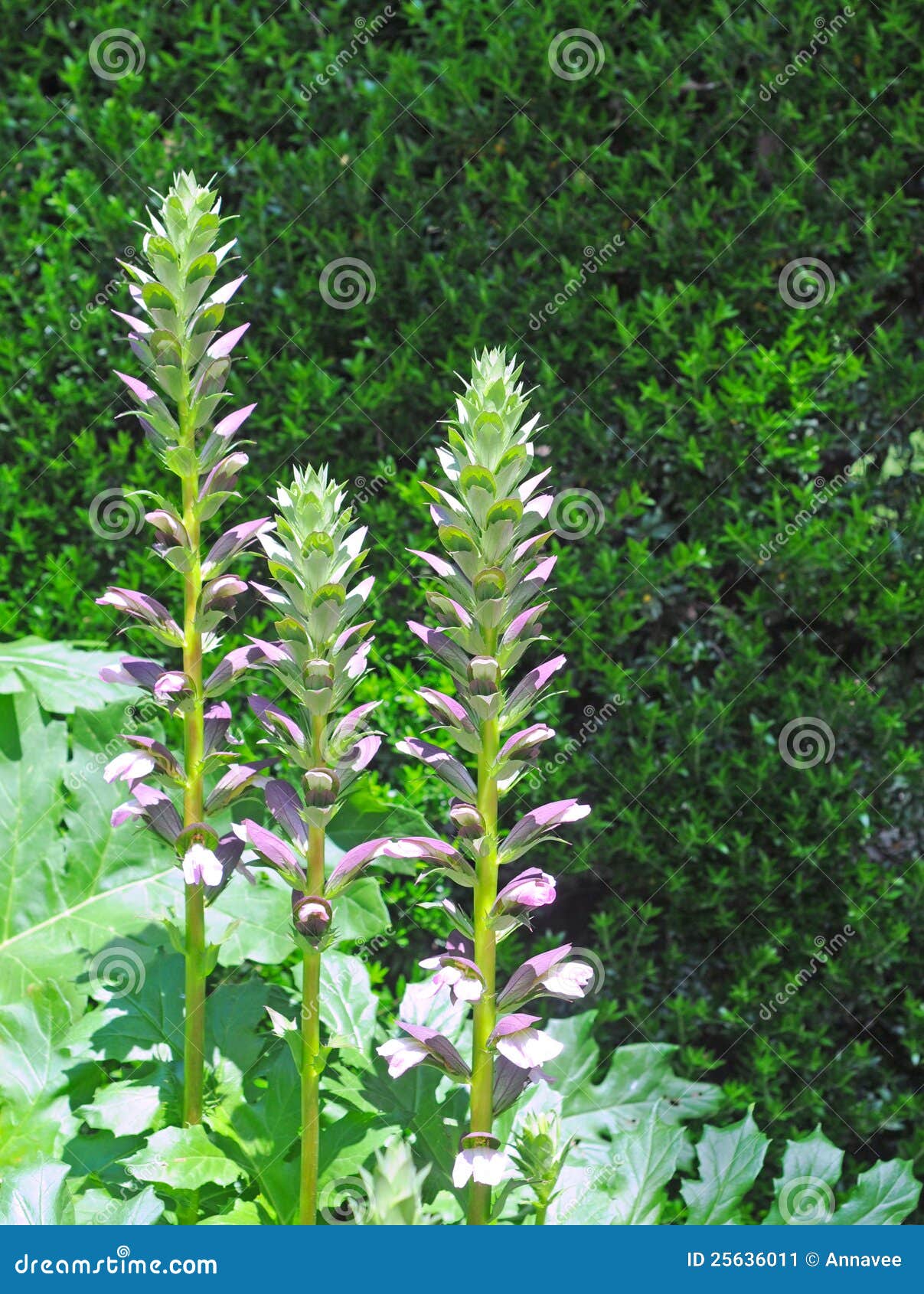 Acanthus mollis stock image. Image of acanthus, soft - 25636011