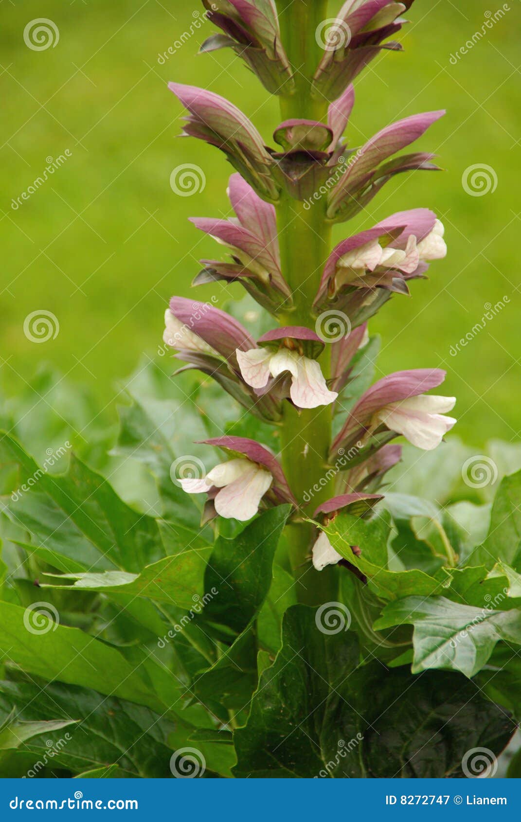 Acanthus Mollis, Bears Breaches Royalty-Free Stock Photography ...