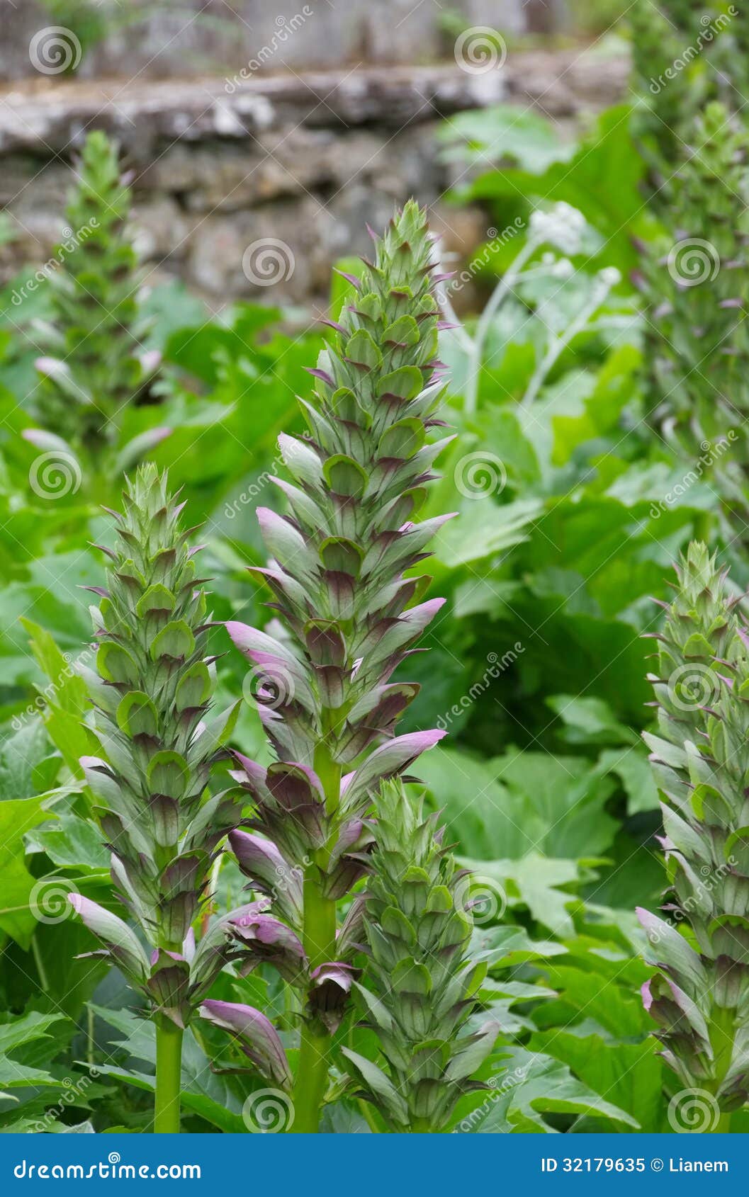 Acanthus mollis stock image. Image of breeches, detail - 32179635