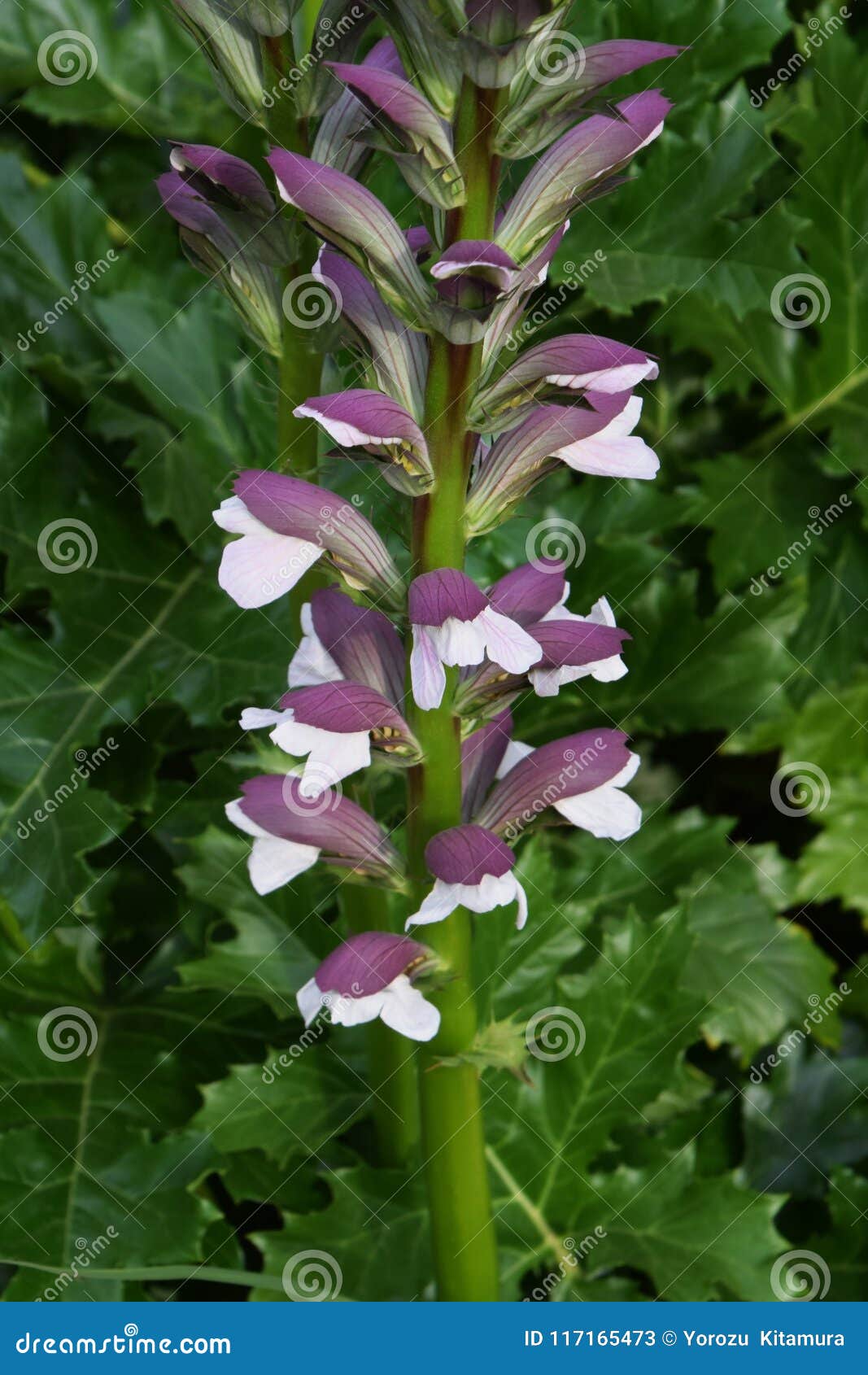 Acanthus morris stock image. Image of bear, purple, petal - 117165473