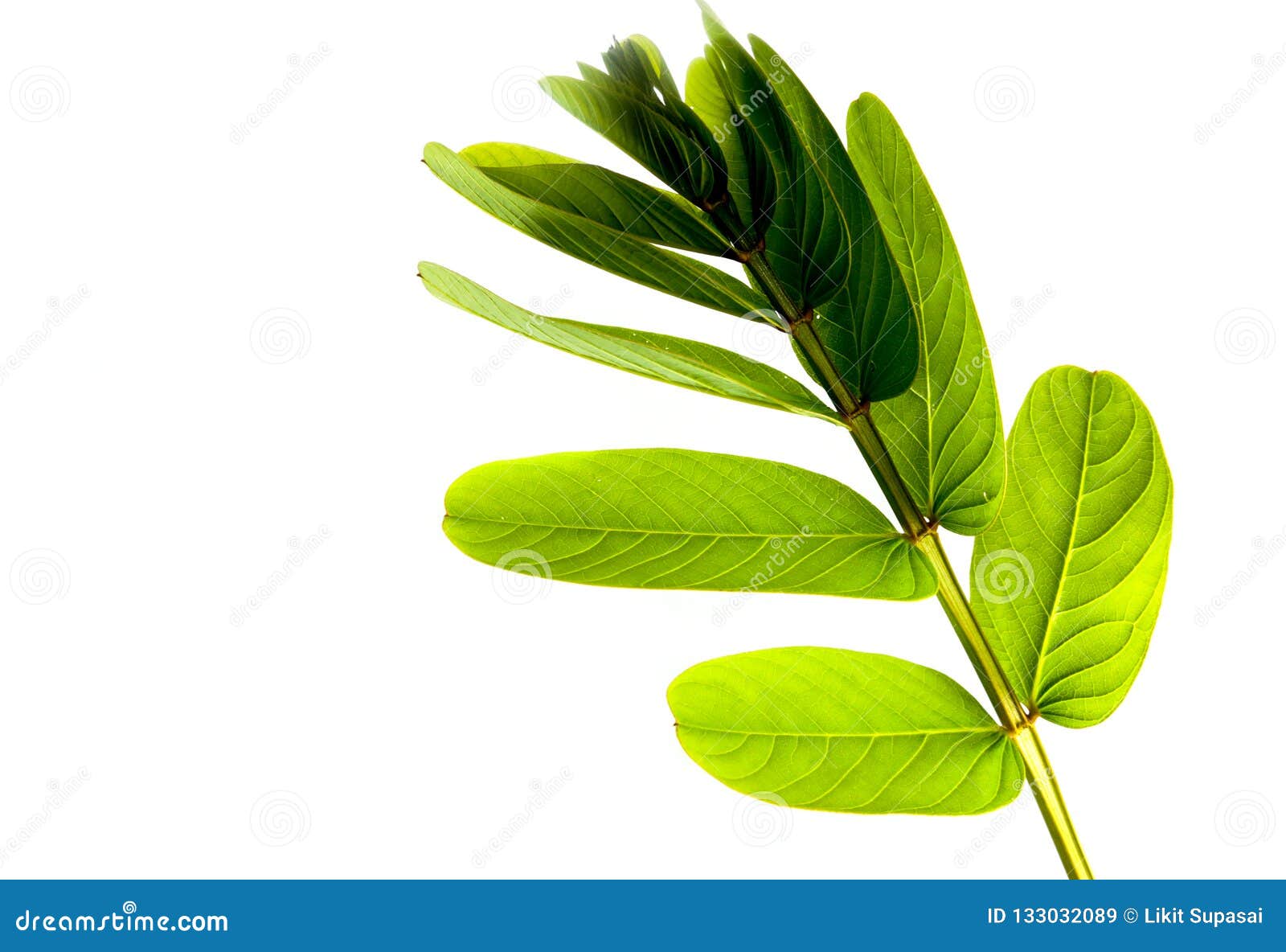 Acapulo White Background in Studio Stock Image - Image of cassia, bush ...