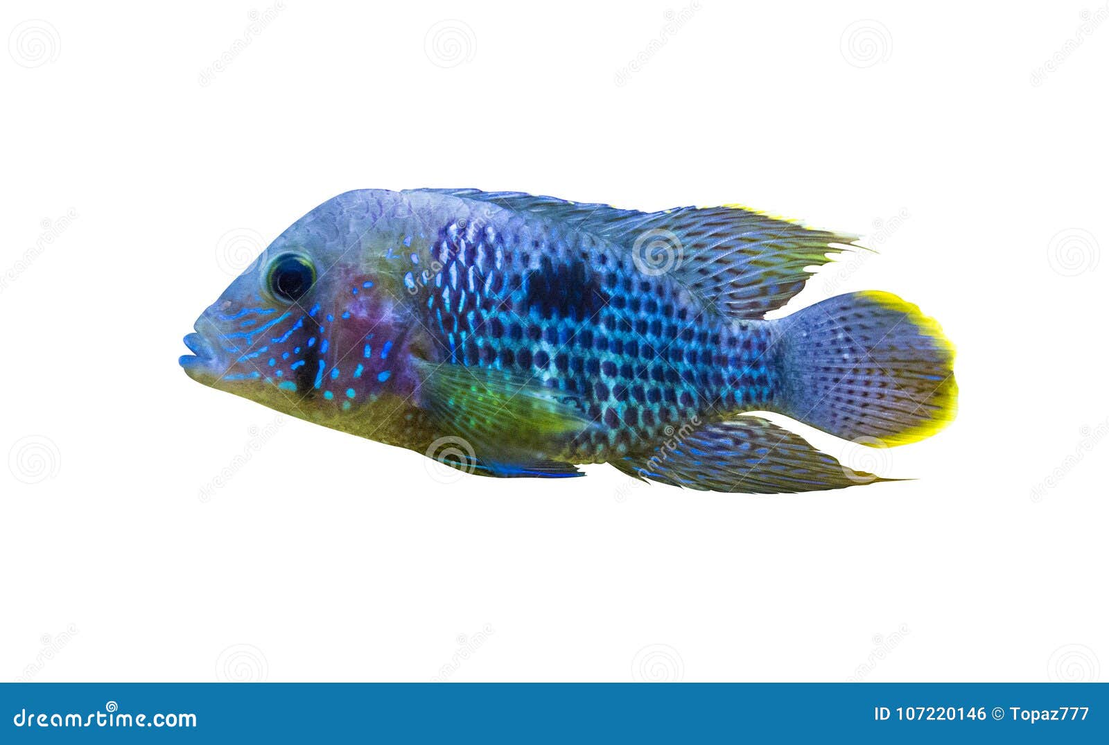 Acara Cichlid Fish. Nannacara Neon Blue Stock Photo - Image of acari ...