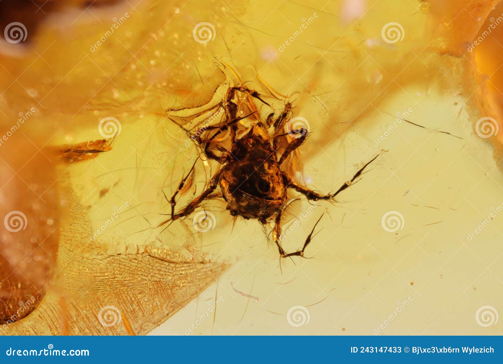 Mite stock image. Image of insect, fossil, stone, amber - 243147433
