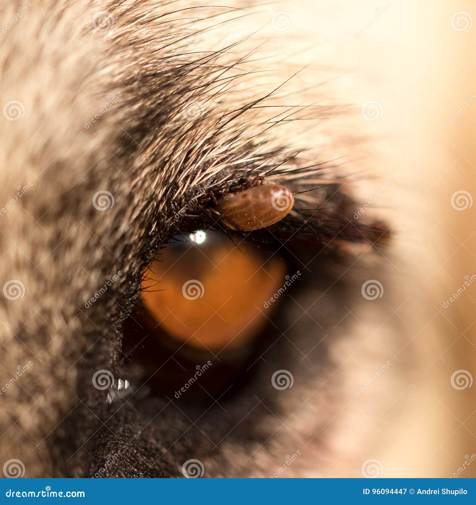 Acari Sull'occhio Di Un Cane Immagine Stock - Immagine di umano ...