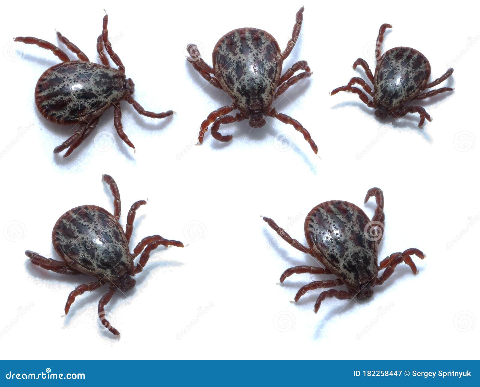 Acari Tick Dermacentor Marginatus Isolated On White Background. Dorsal ...