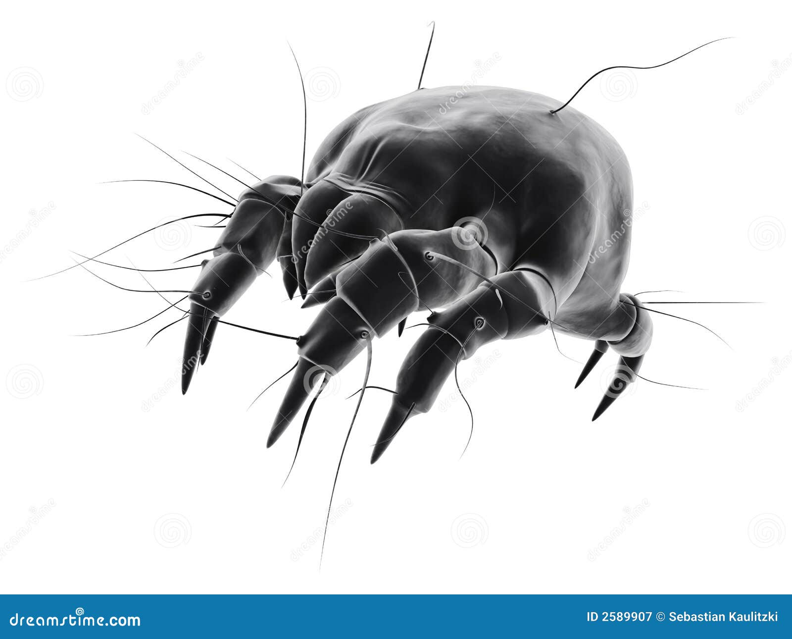 Acarides d'isolement illustration stock. Illustration du acarides - 2589907