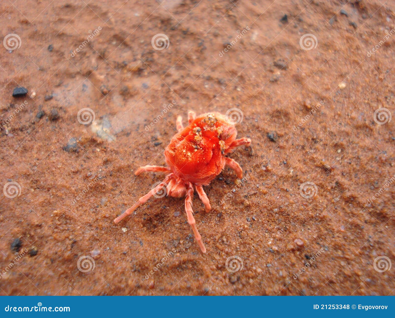 Acarides Rouges Trombidiformes Photo stock - Image du microscopique ...