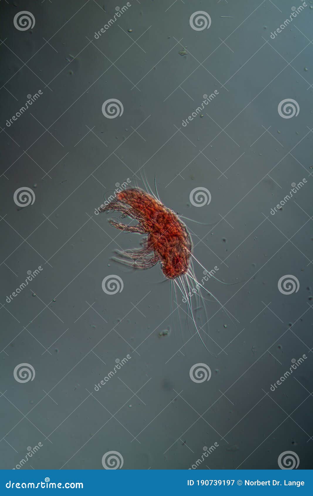 Acarien sous le microscope image stock. Image du brun - 190739197