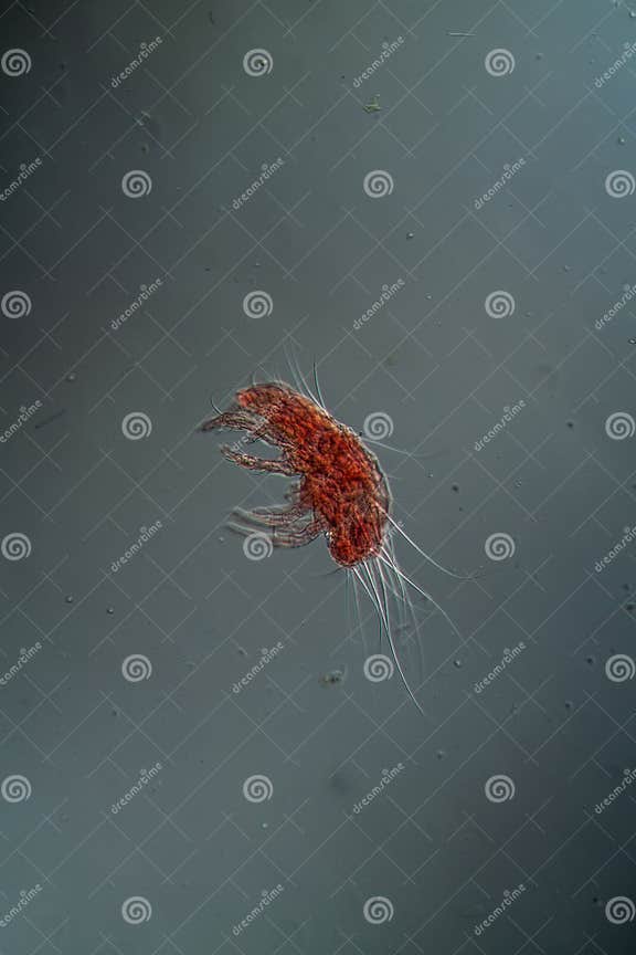 Acarien sous le microscope image stock. Image du brun - 190739197