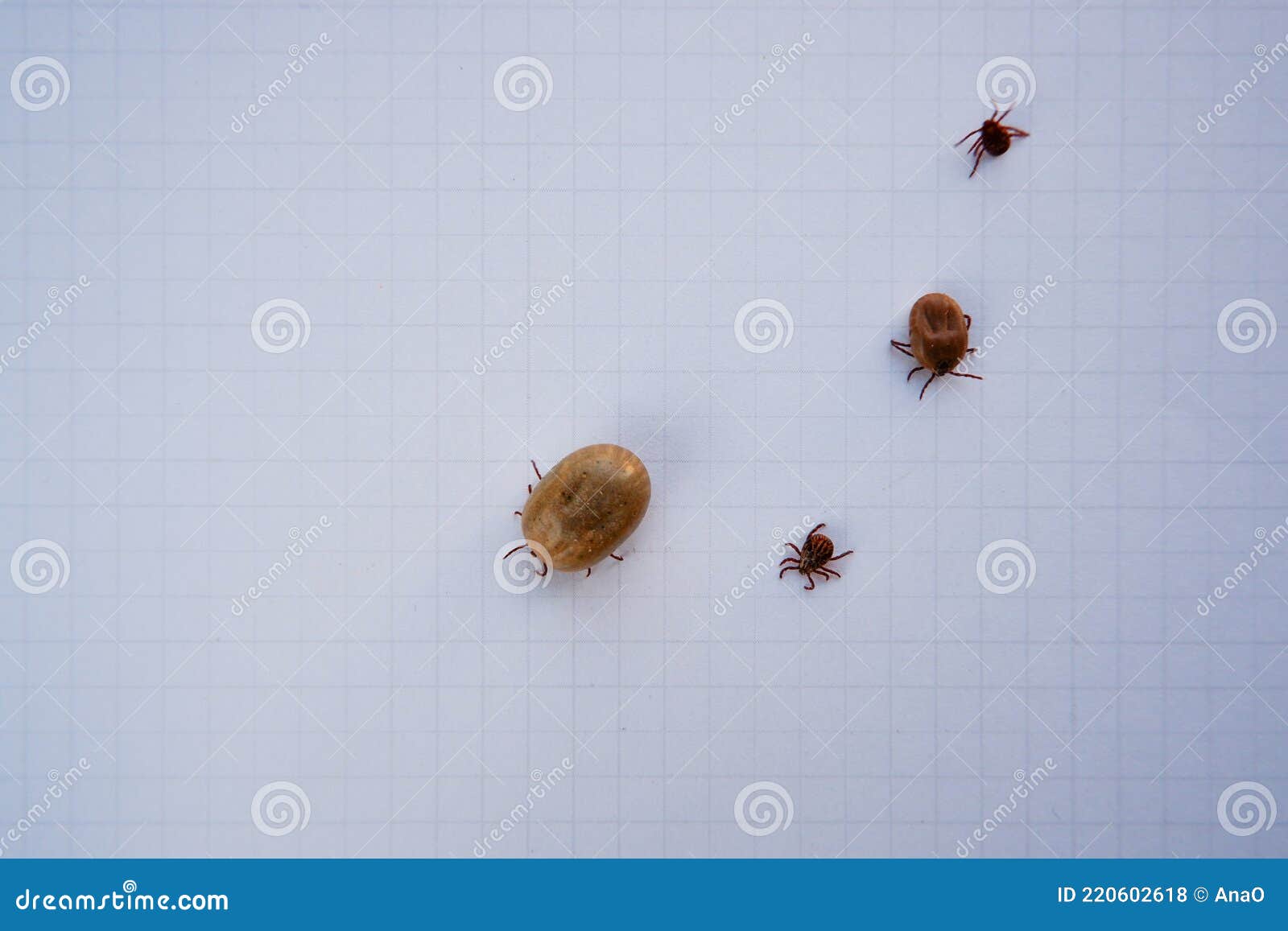 Acarus. Parasites. Several Ticks Removed from a Dog after Walking on ...