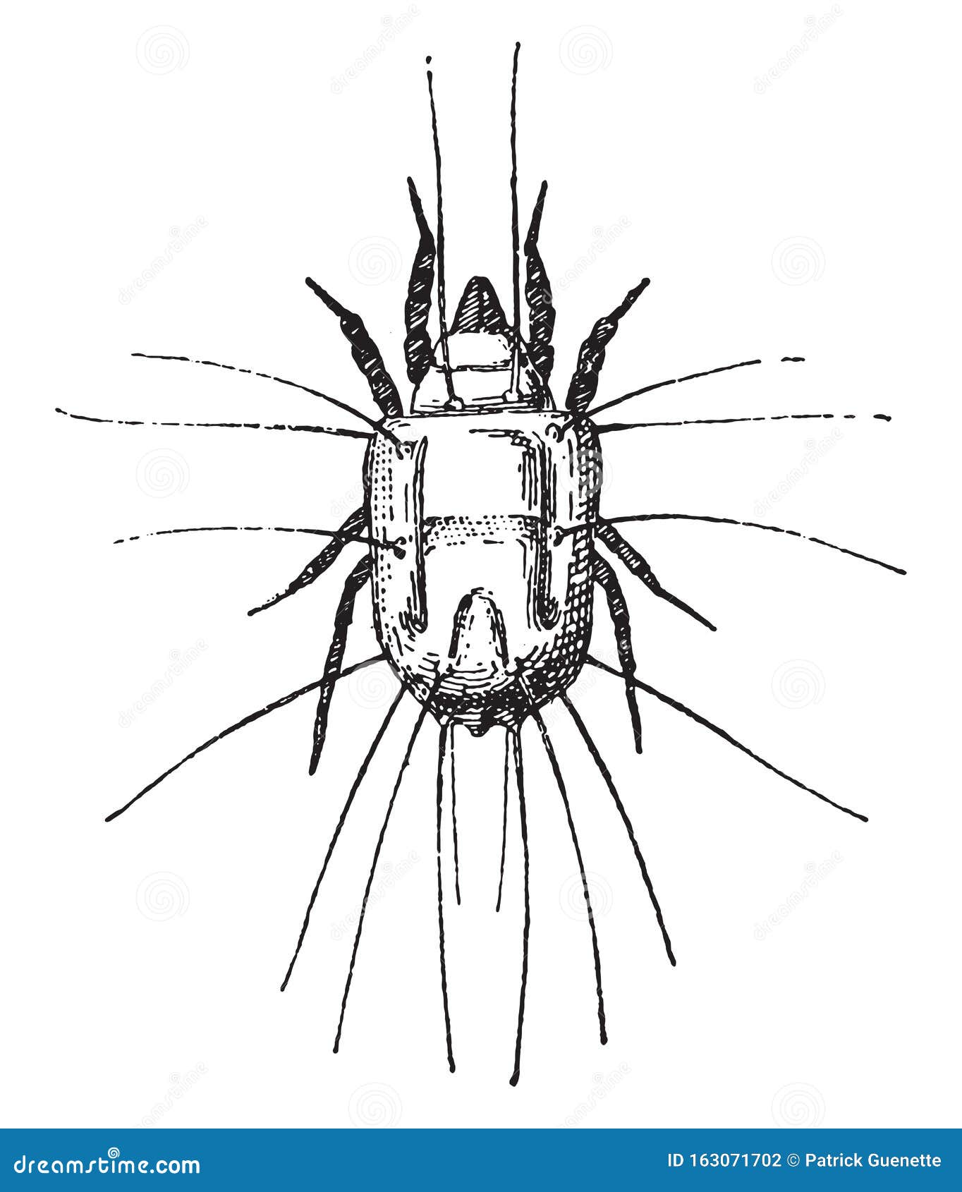 Flour Mite Or Acarus Siro, Vintage Engraving Vector Illustration ...