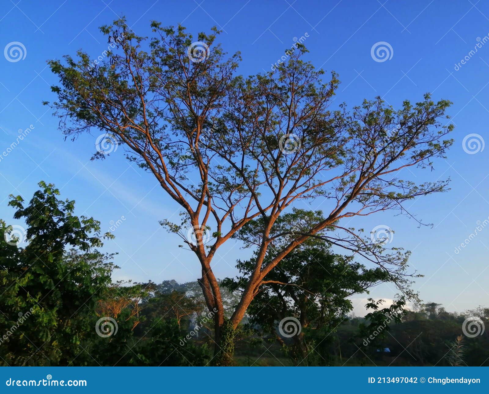 Acasia Tree Viewed Afar On Grassland Royalty-Free Stock Image ...