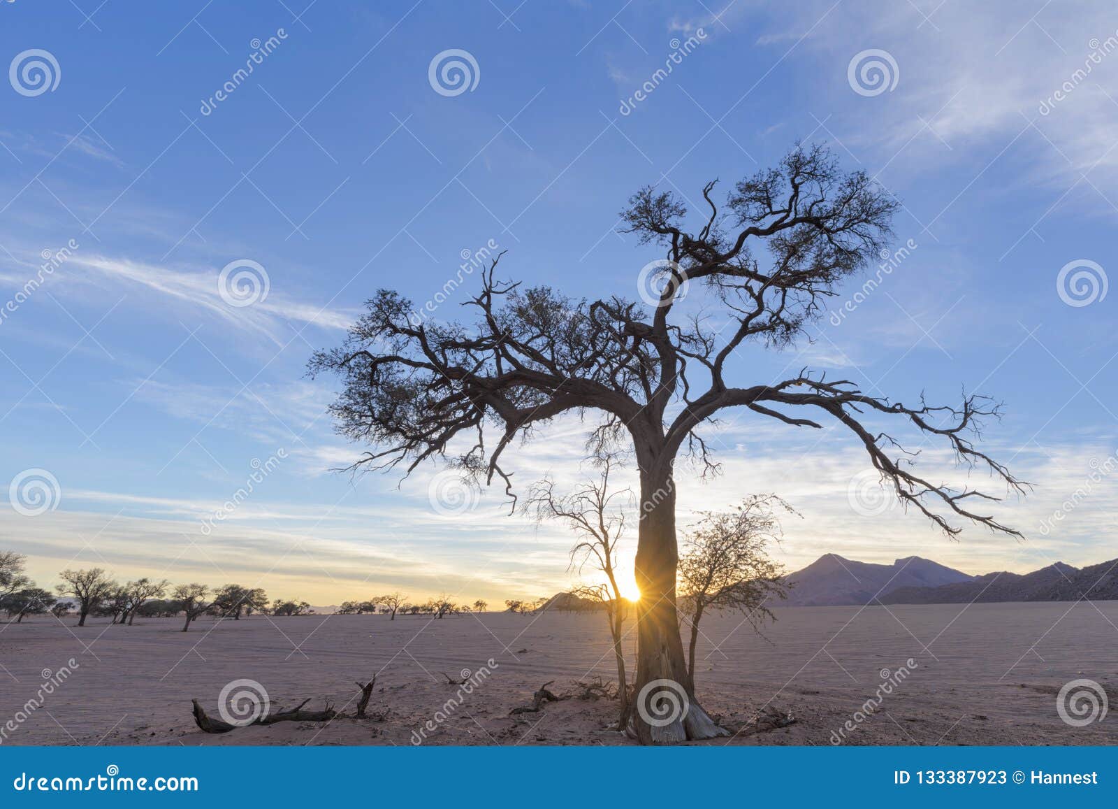 Acasia Tree Viewed Afar On Grassland Royalty-Free Stock Image ...