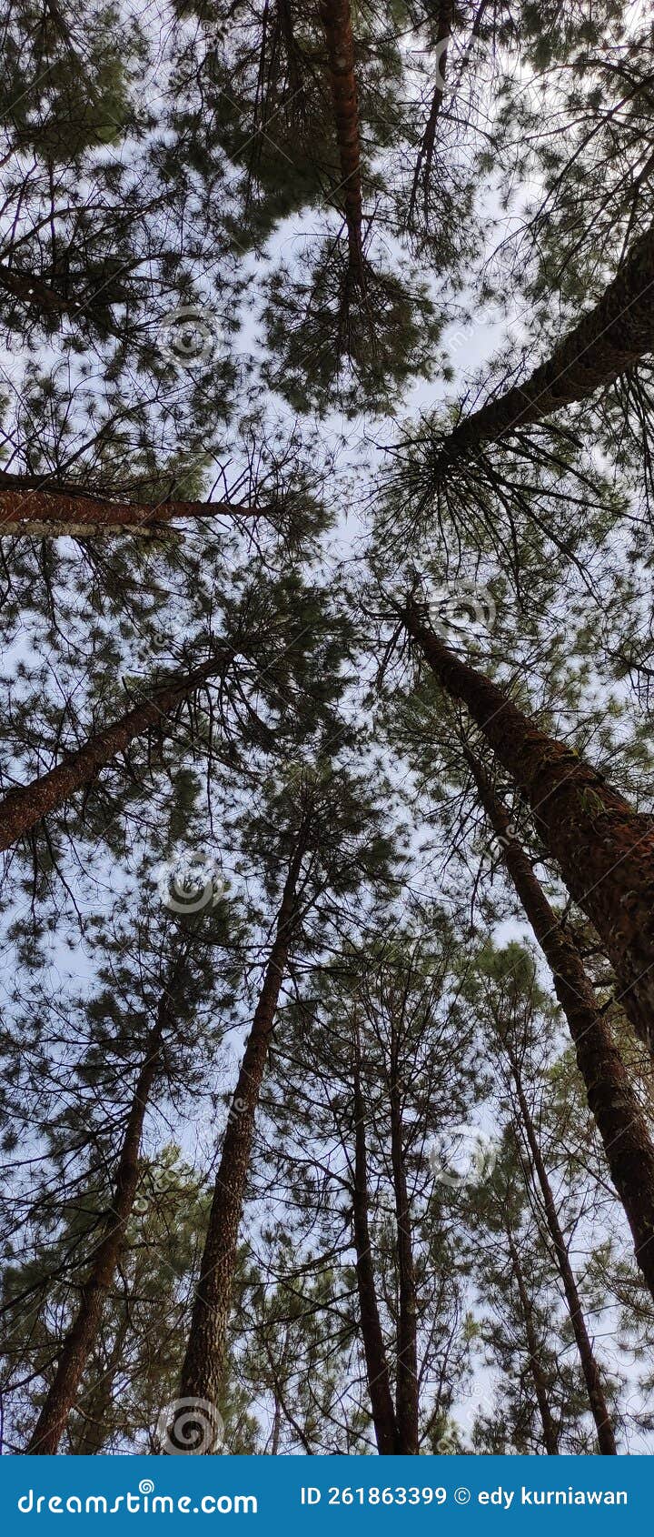 The Acasia Tree Trunk Old in the Jungle Stock Image - Image of green ...