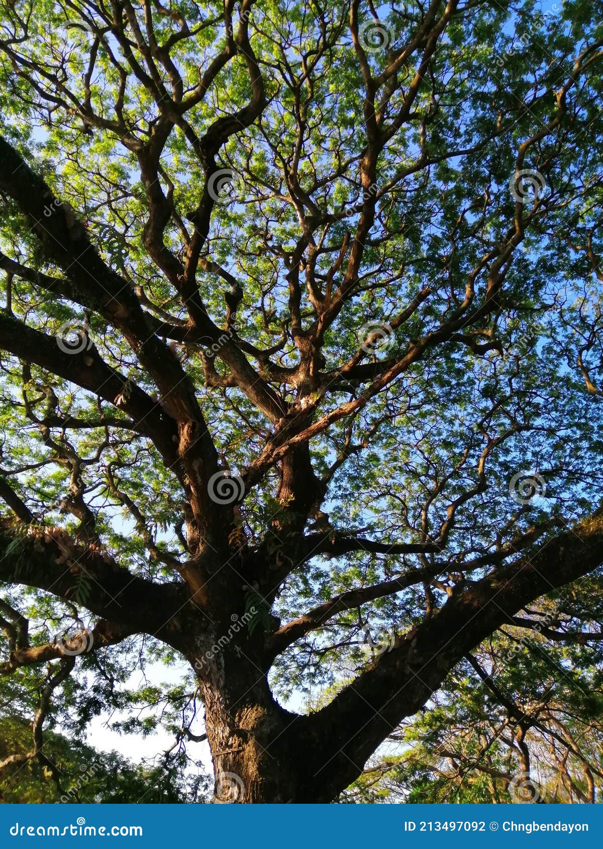 Acasia Tree Viewed Afar On Grassland Royalty-Free Stock Image ...