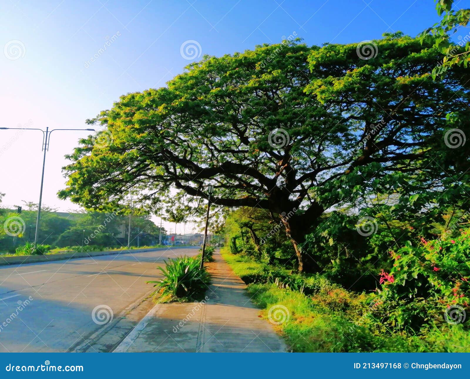 Acasia Tree Viewed Afar on the Streets Stock Photo - Image of santa ...