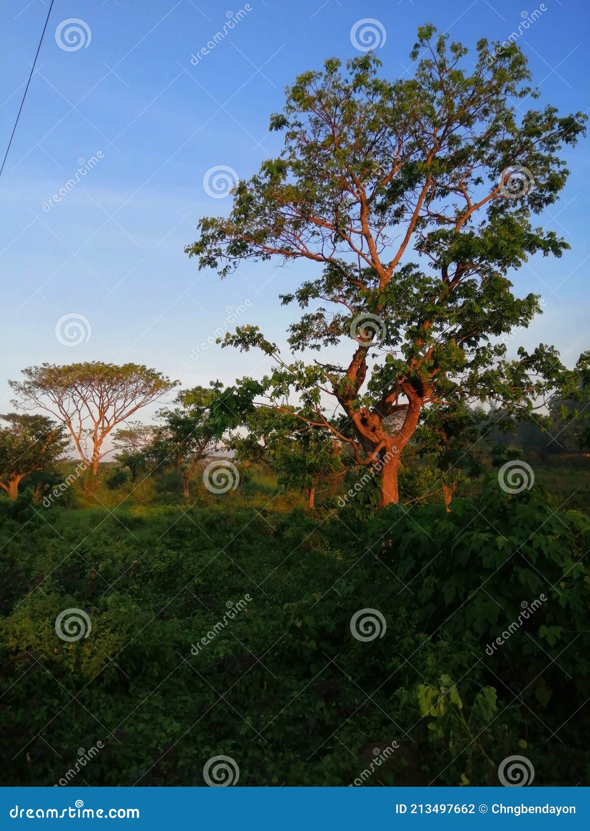 Acasia Tree Viewed Afar on Grassland Stock Photo - Image of afar, tree ...