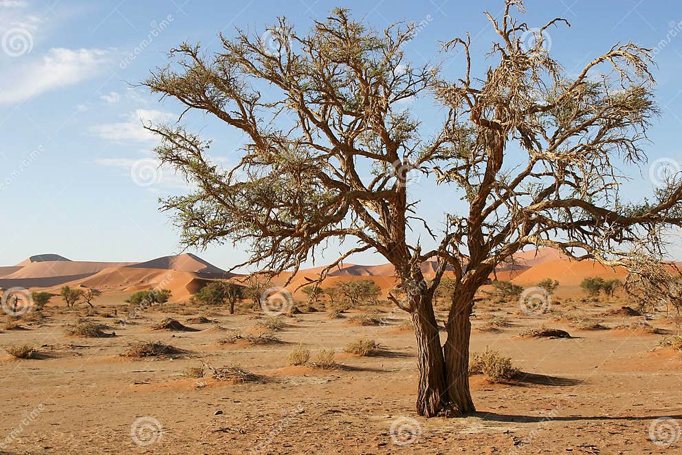 Accacia Tree in Sossusvlei, Namibia Stock Photo - Image of sand, orange ...