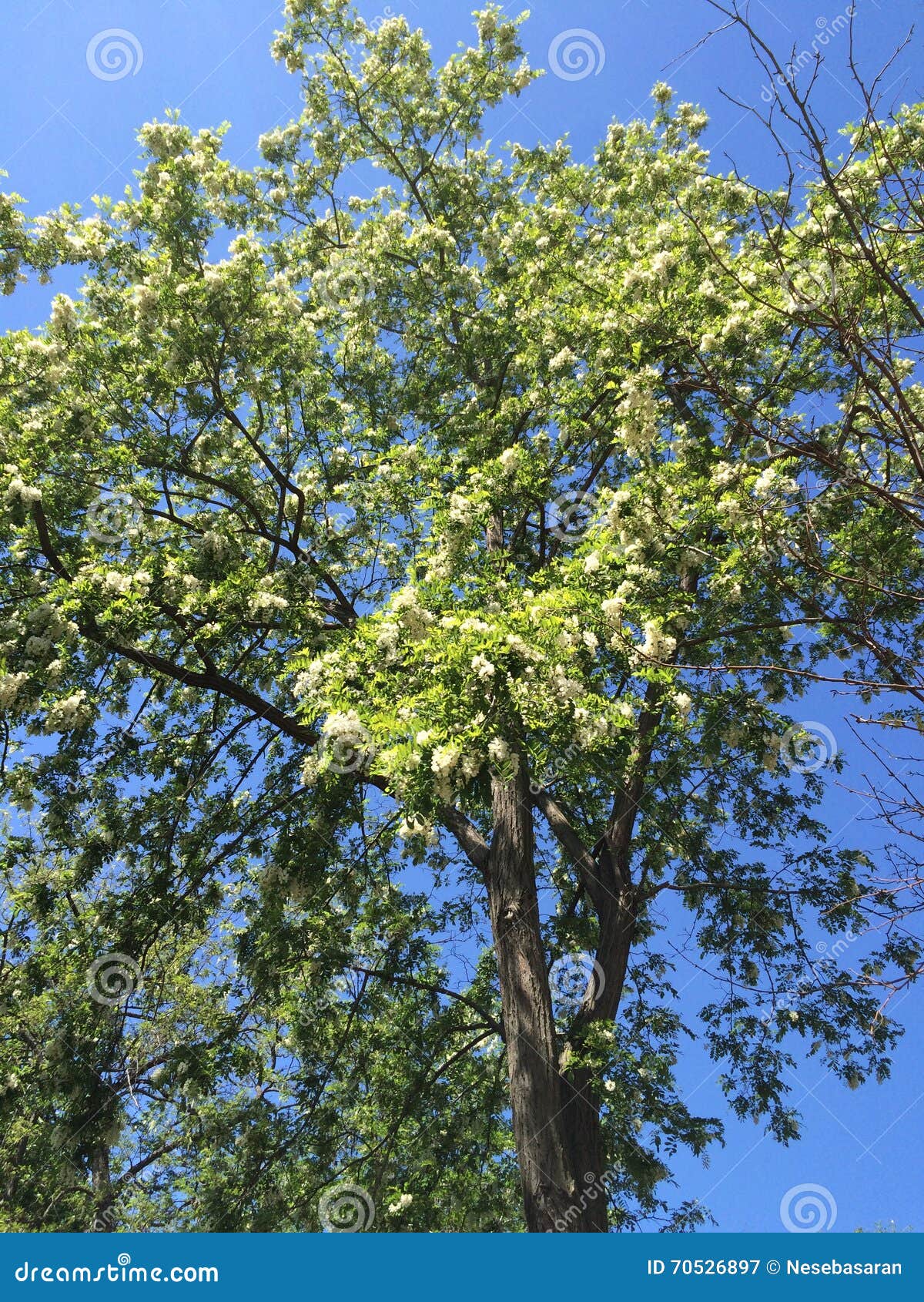 White Accasia Stock Photos - Free & Royalty-Free Stock Photos from ...