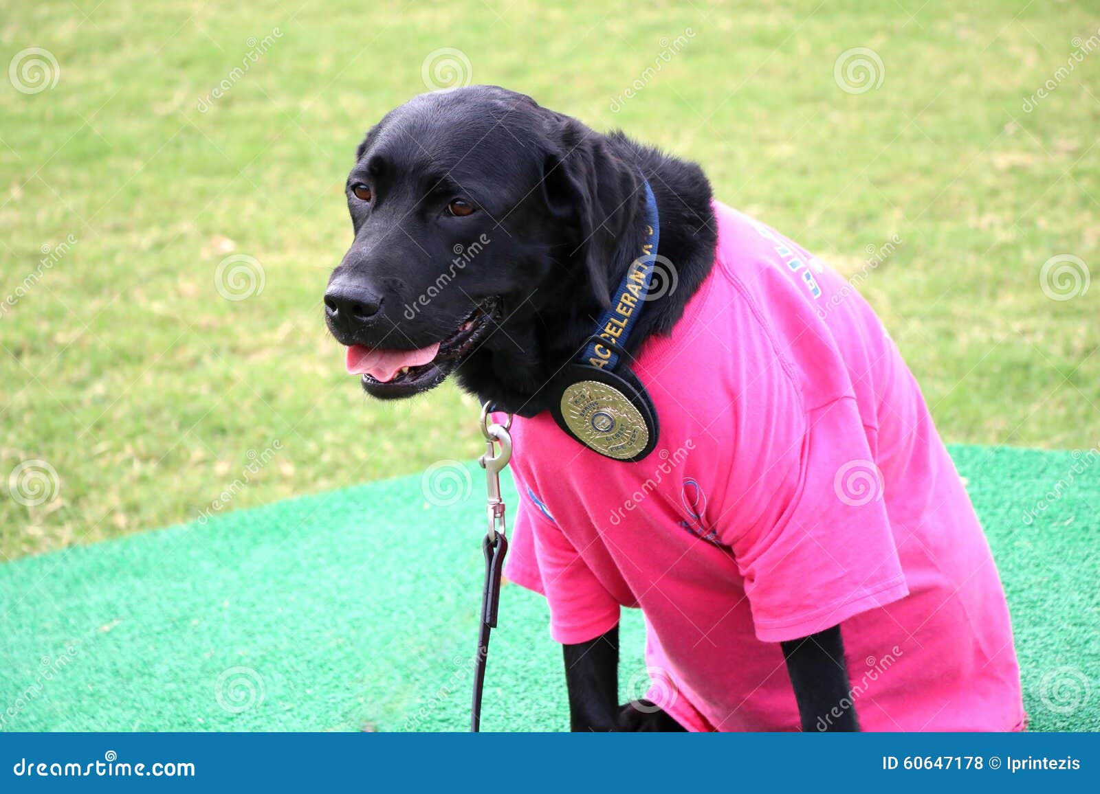 Accelerant and Explosives Detection Dog Editorial Stock Photo - Image ...