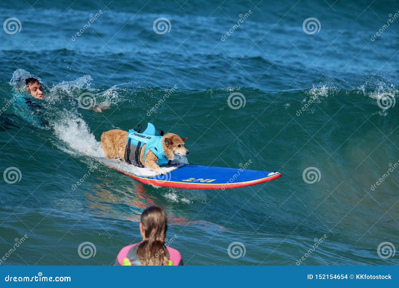 Dog Surfing Event in Huntington Beach California Editorial Stock Image ...