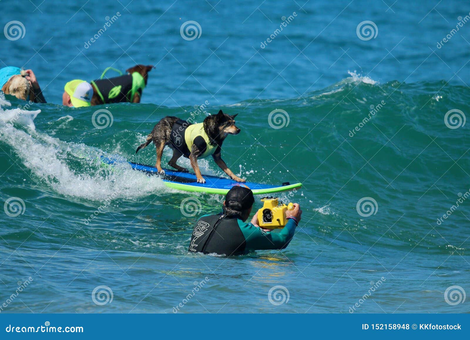 Dog Surfing Event in Huntington Beach California Editorial Stock Photo ...