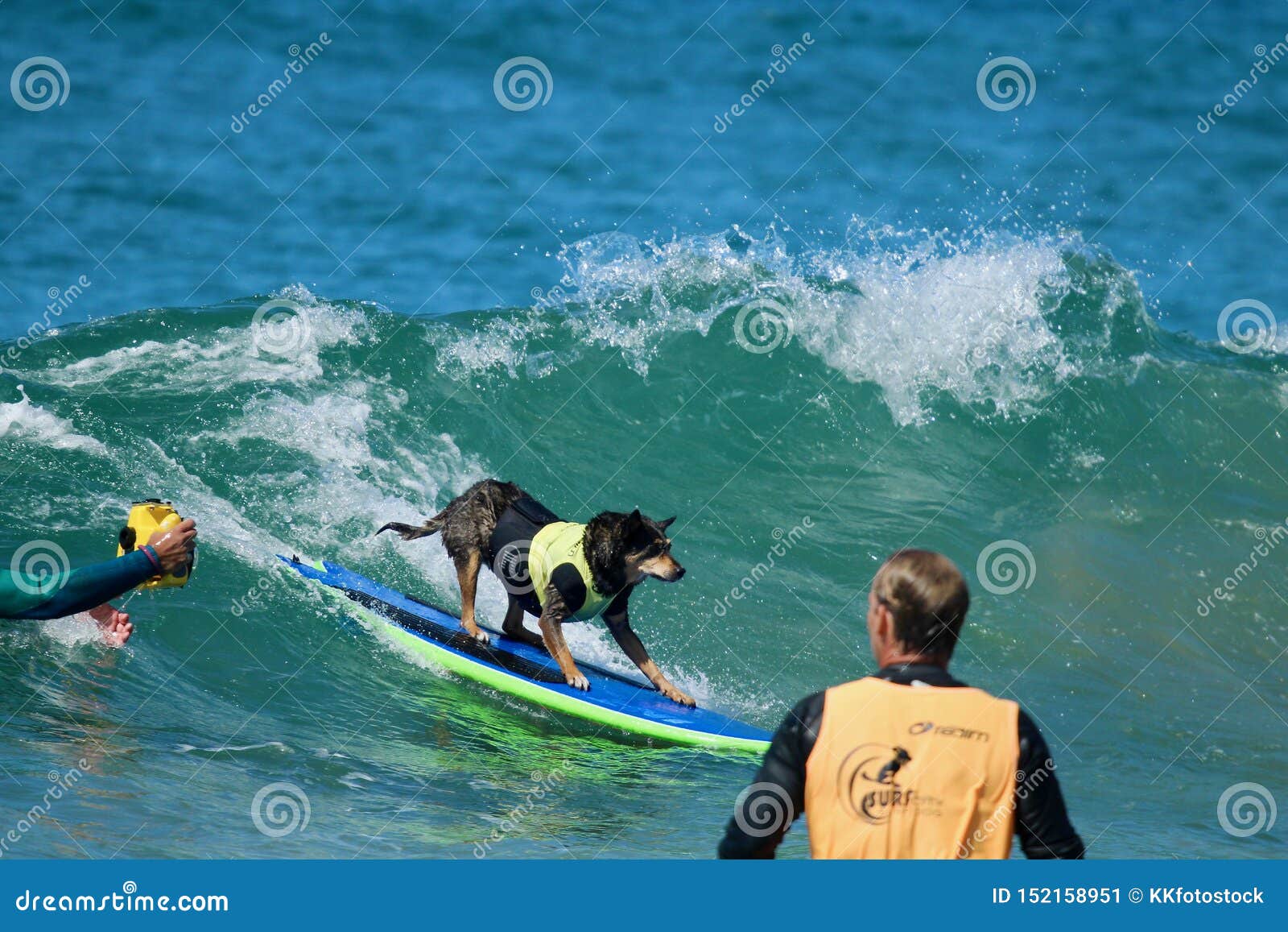 Dog Surfing Event in Huntington Beach California Editorial Photo ...