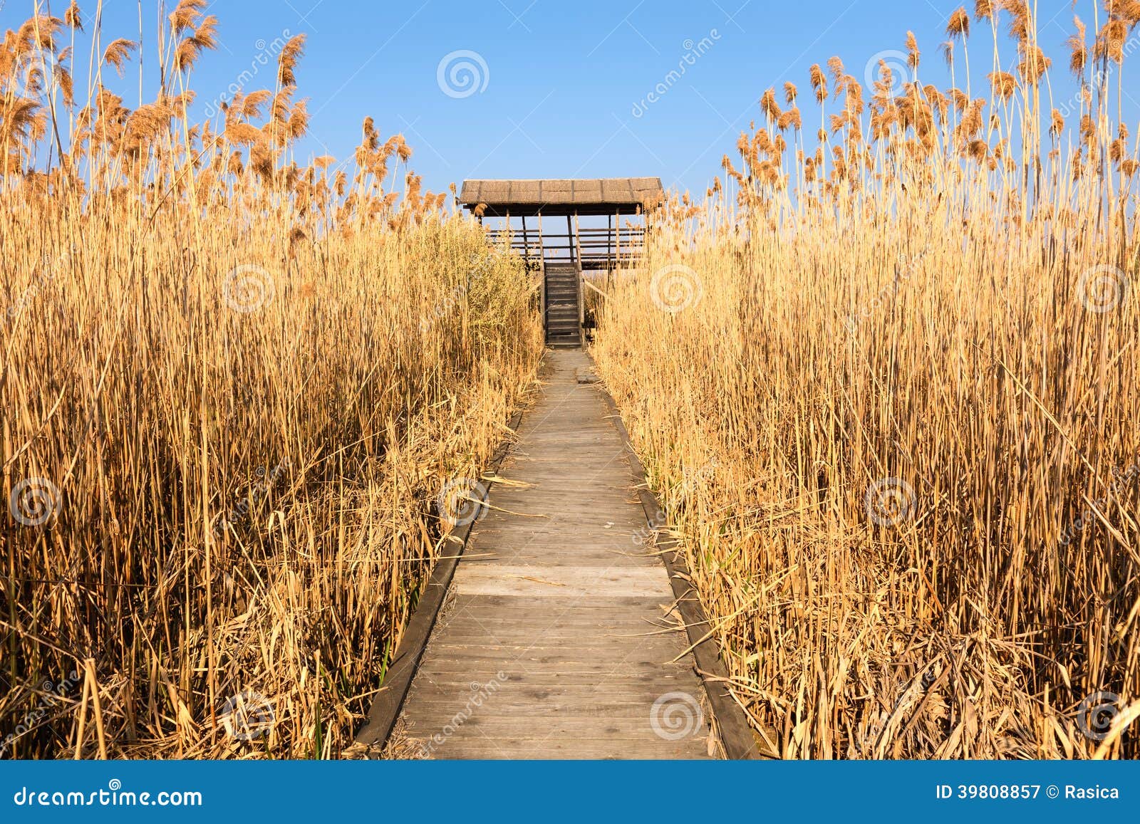 Access To the Watchtower for Bird Watching Stock Image - Image of clear ...