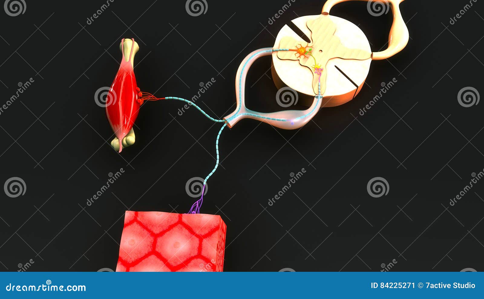 Acción refleja stock de ilustración. Ilustración de nervio - 84225271