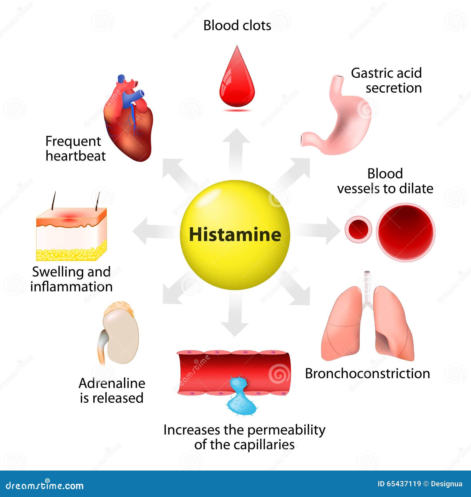 Acción De La Histamina Y Efectos Nocivos Ilustración del Vector ...