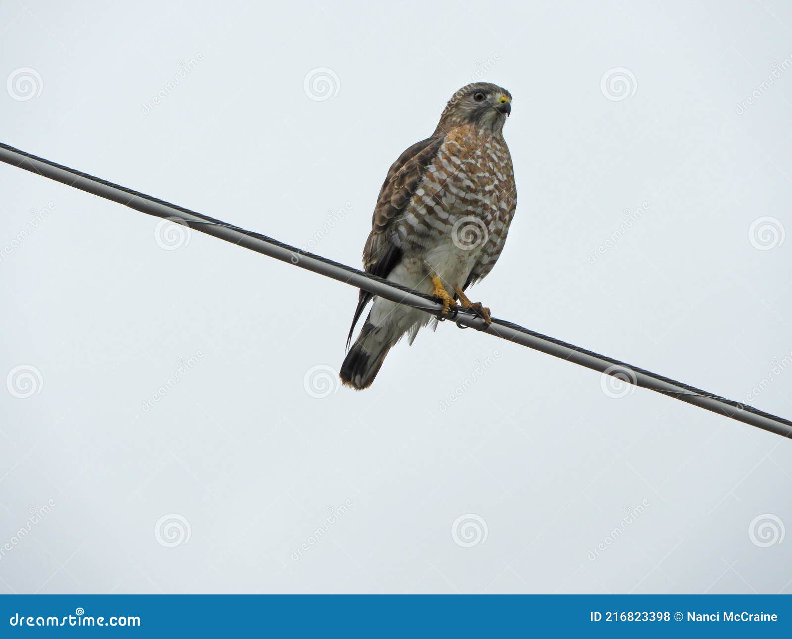 Broad Winged Hawk on Wire with White Background Stock Photo - Image of ...