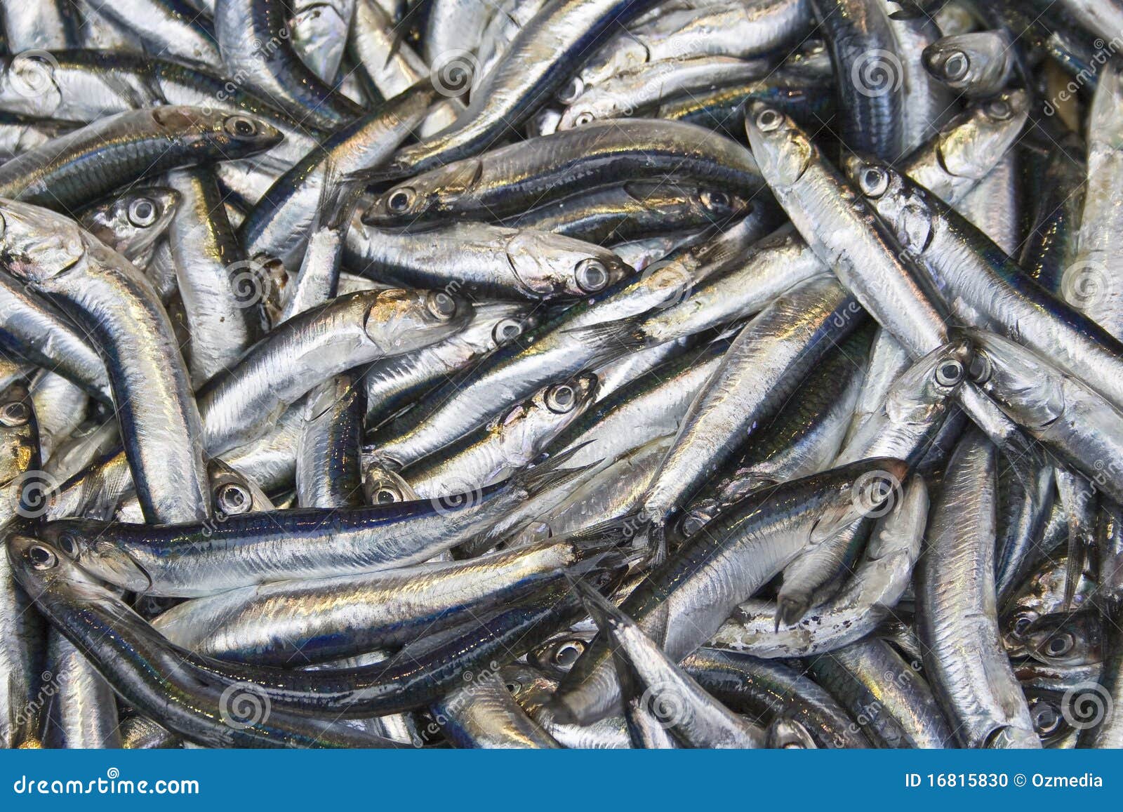 Acciuga fotografia stock. Immagine di guasto, spuntino - 16815830